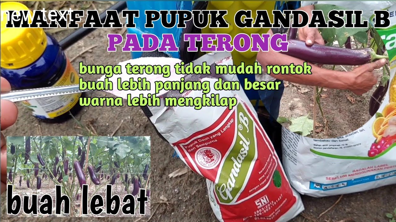 gandasil b,manfaat,cara penggunaan pada tanaman terong serta cara ...