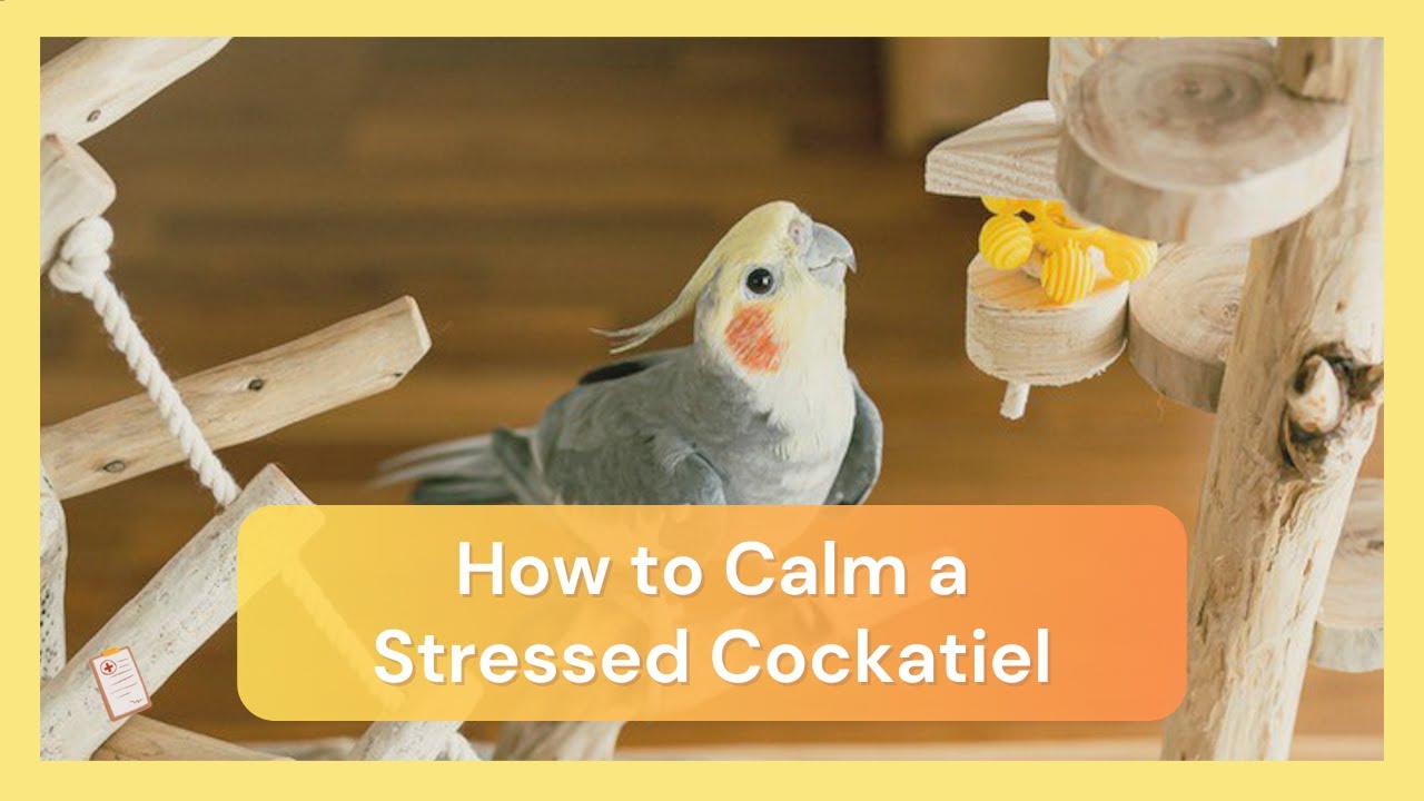 How to Calm a Stressed Cockatiel | Dr Cockatiel 🐦 - YouTube