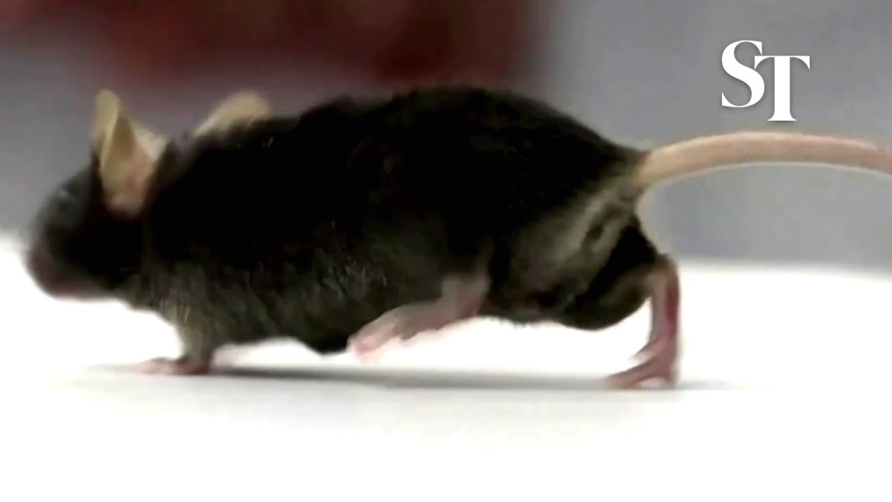German scientists make paralysed mice walk again - YouTube