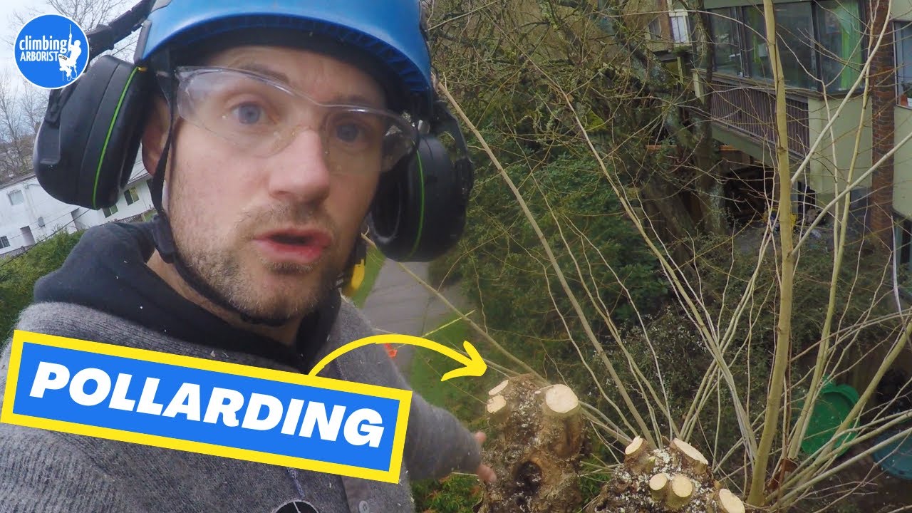 Pollarding trees / The how, why and when to do it - YouTube