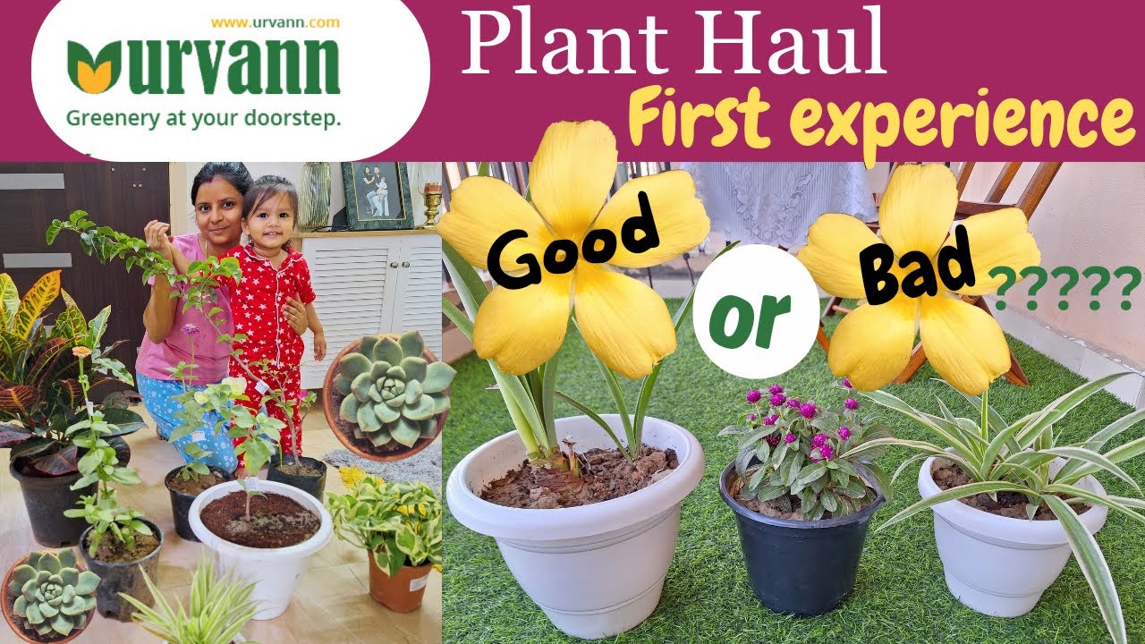 Urvann Plant Haul Sharing My First Experience| Honest Review ...