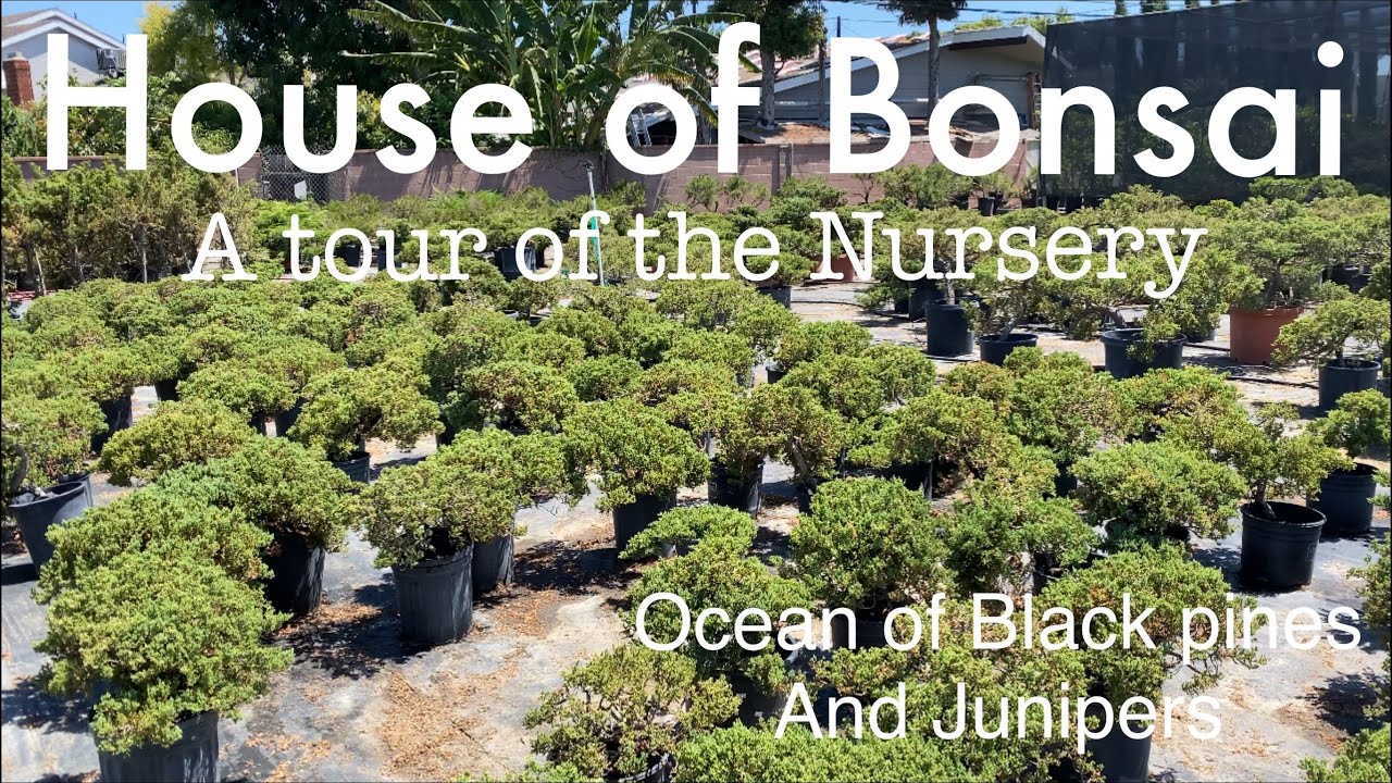 Bonsai Nursery tour / House of Bonsai / Plenty of Black pines and ...
