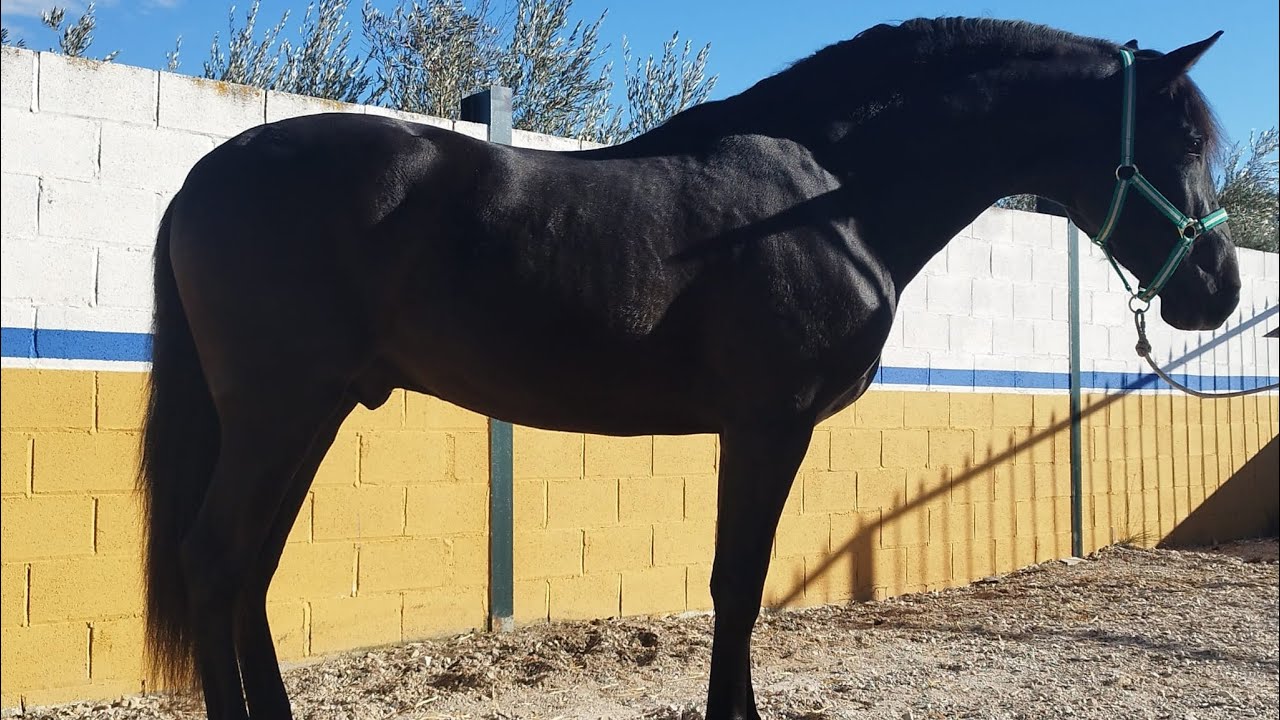 //SOLD //BOLERO-PRE-turning 3 yo-168cm-stallion// X-rays - YouTube