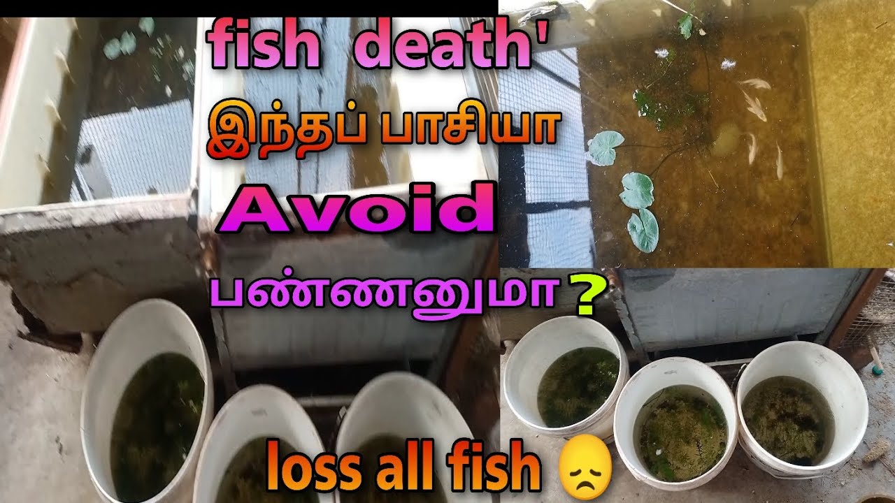 fish death | reason enna last | varikum thariyama pochi | Neenga intha ...