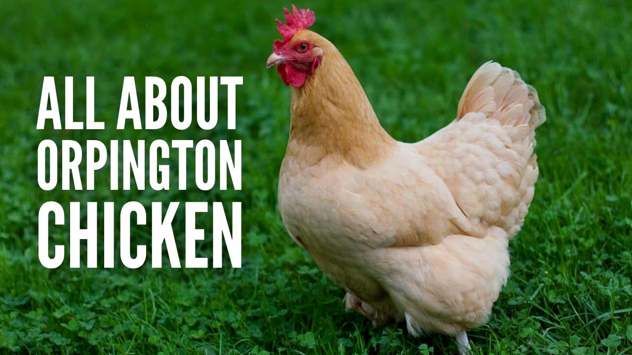 Orpington Chicken