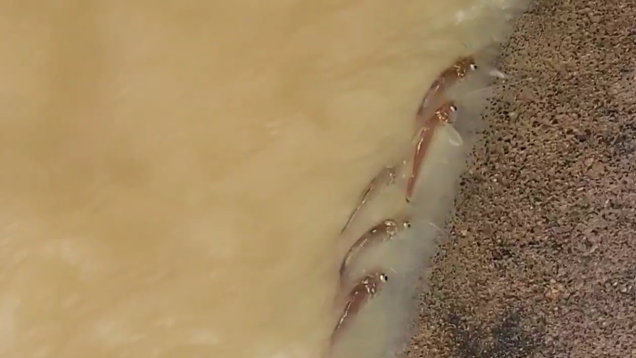 First raining there are so much fish play with the water, nateral fish ...
