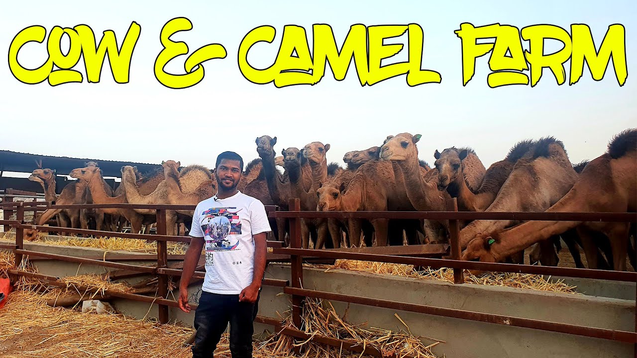 Cow and Camel Farm in Al Hair Riyadh Saudi Arabia | Buy Camel & Cow ...