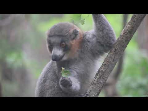 Episode 2: Did lemurs and dinosaurs co-exist?