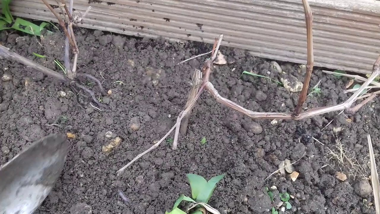 Planting a layered grapevine which has been residing in a pot! - YouTube