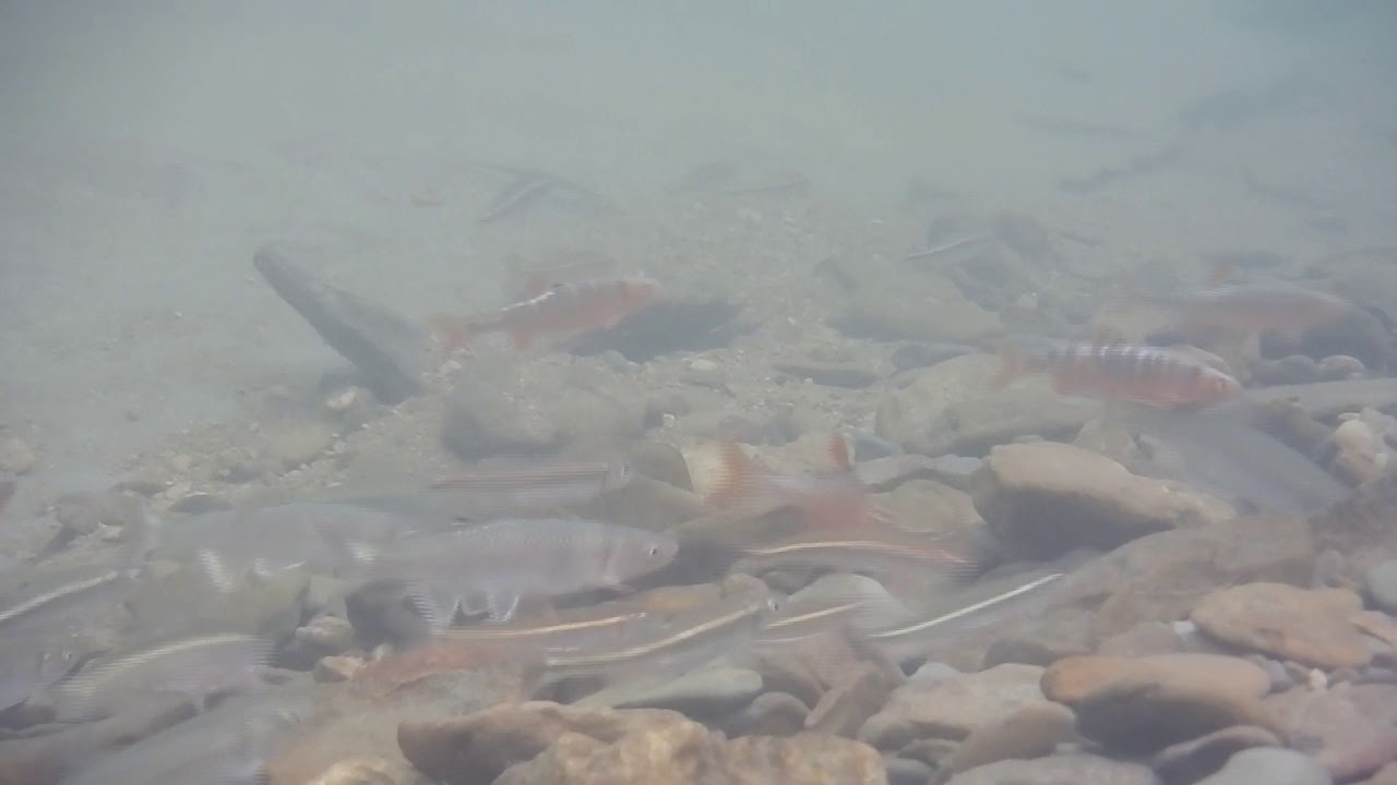 Scarlet Shiners Battle over Spawning Ground - YouTube