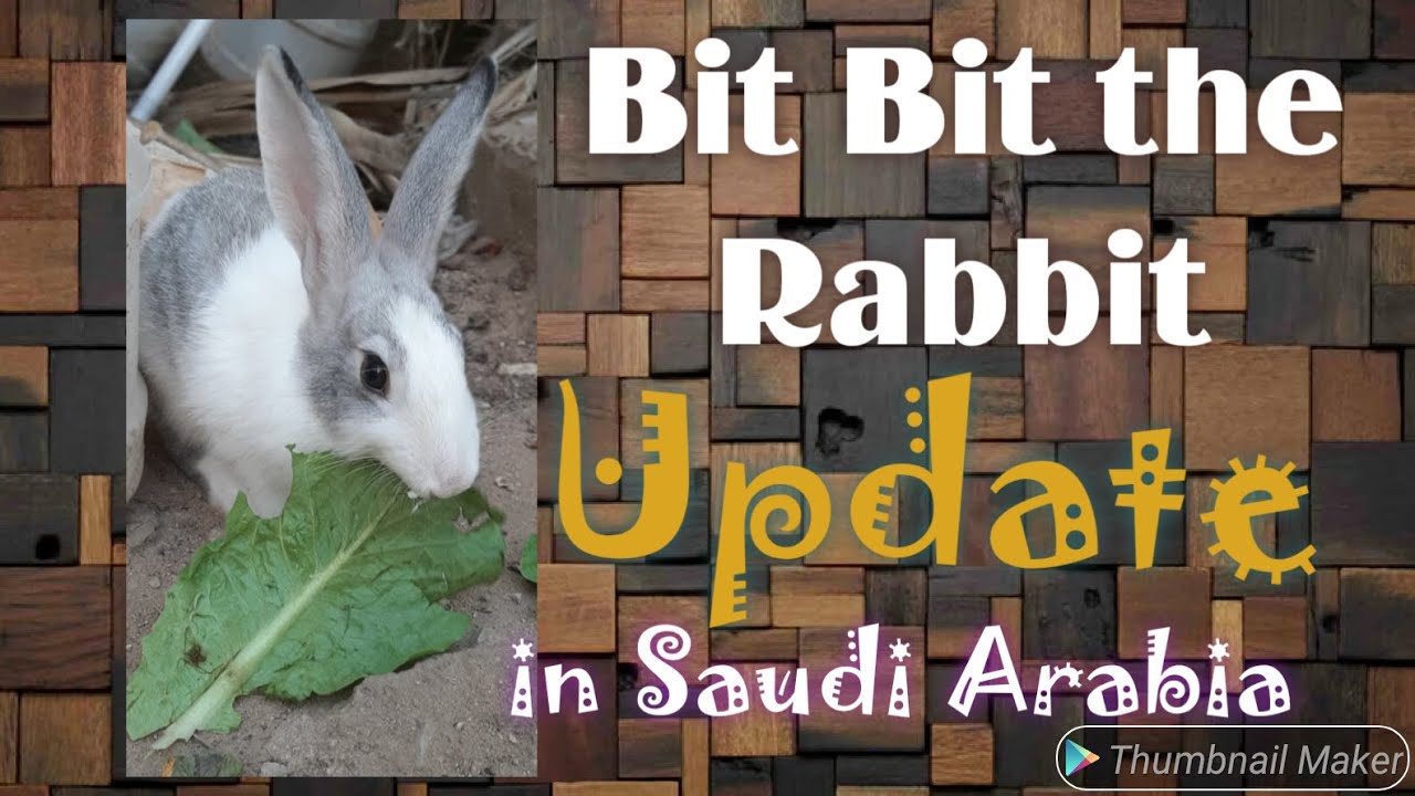 Bit Bit the rabbit Update in saudi arabia - YouTube