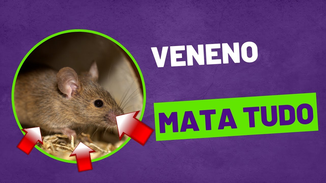 Veneno de Rato Eficaz - esse MATA TUDO - YouTube