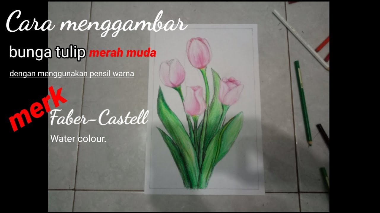 Cara menggambar|bunga tulip menggunakan pensil warna - YouTube