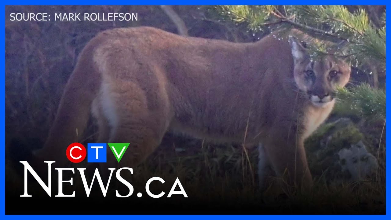 Cougar encounter: B.C. man says a cougar prowled for hours after ...