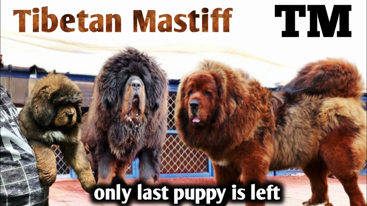 Tibetan Mastiff ultimate quality puppy | TM for sale | TM puppy | gaddi ...