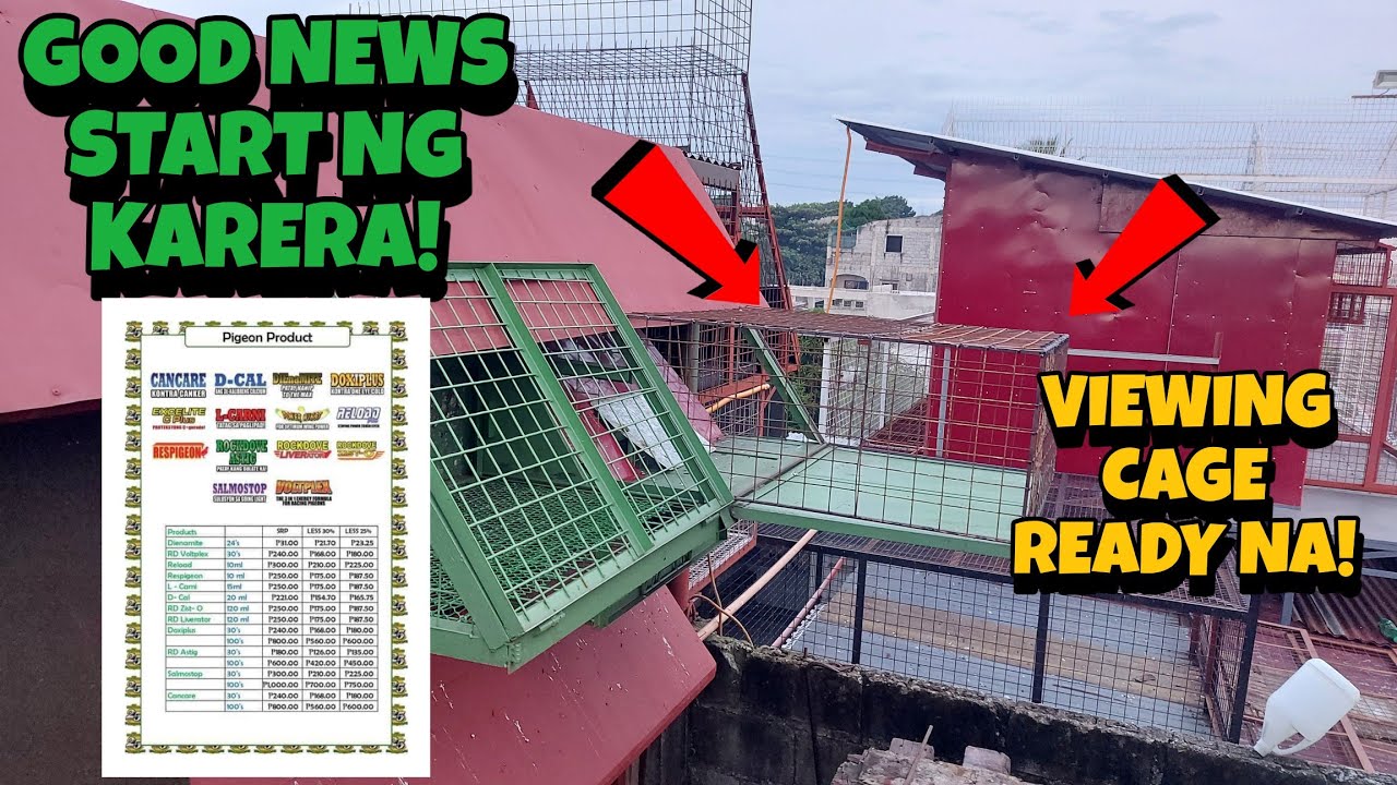 GOOD NEWS! START NA KARERA, UBUSAN NA NG KALAPATI, MAY VIEWING CAGE NA ...