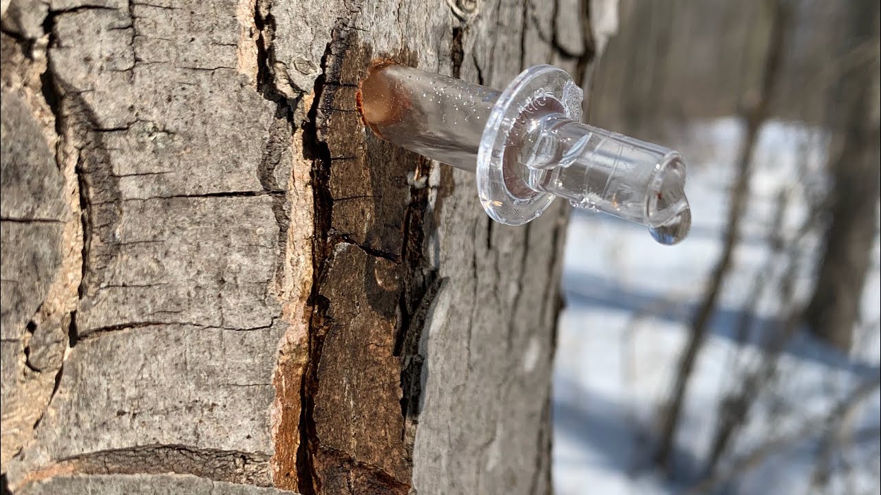 Tapping the first maple trees of 2021 - YouTube