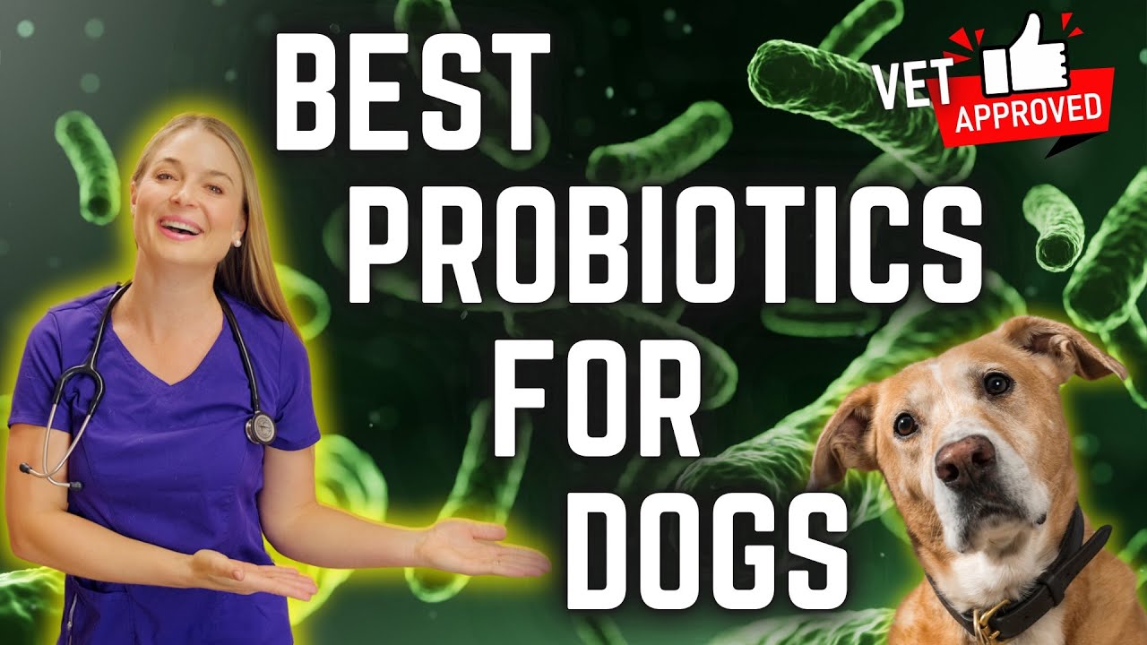The BEST PROBIOTICS for your DOG'S gut? | Vet Explains - YouTube
