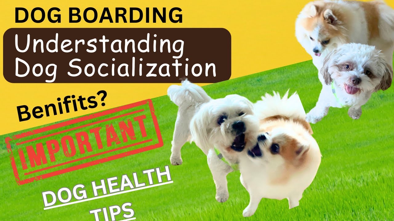 DOG HEALTH TIPS: Importance and Benefits of Dog Socialization (DOG ...