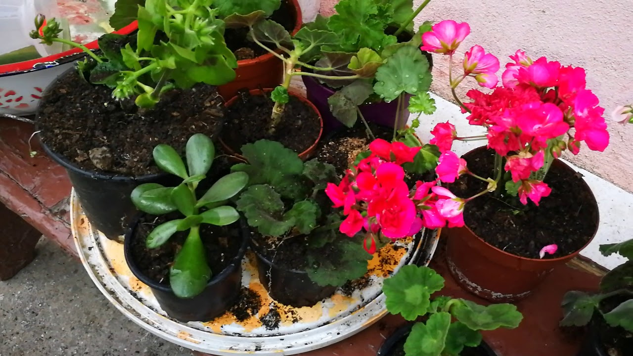 Plantam flori - YouTube