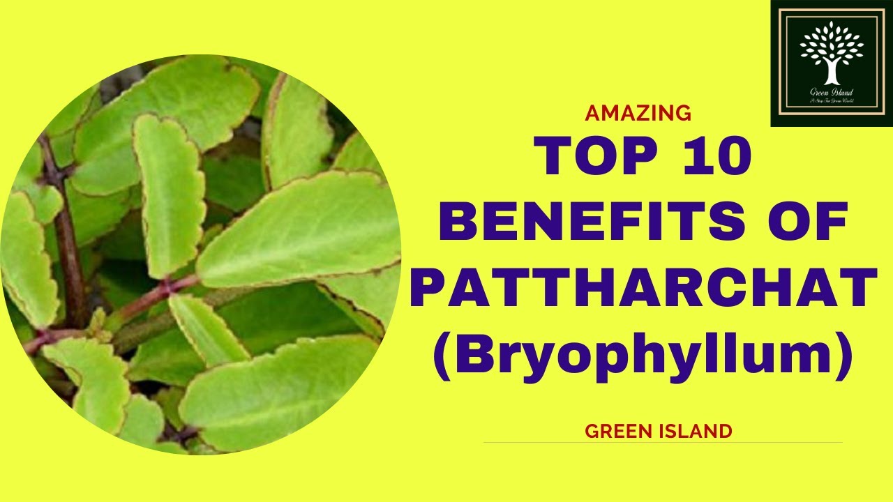 Top 10 Benefits Of Pattharchatta(Bryophyllum)|Pattharchatta Benefits ...