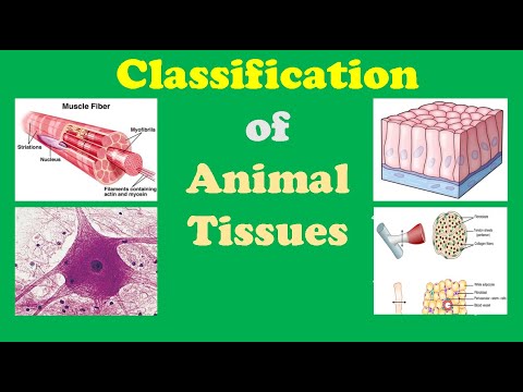 Classification of Animal Tissues # Epithelial, Connective, Muscle and ...