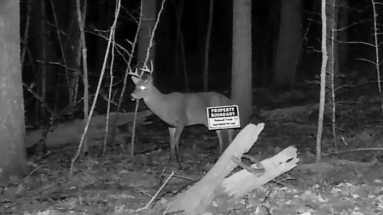 Trail Cam Videos November 2020 Part 2 Off Grid Cabin Bordering National ...