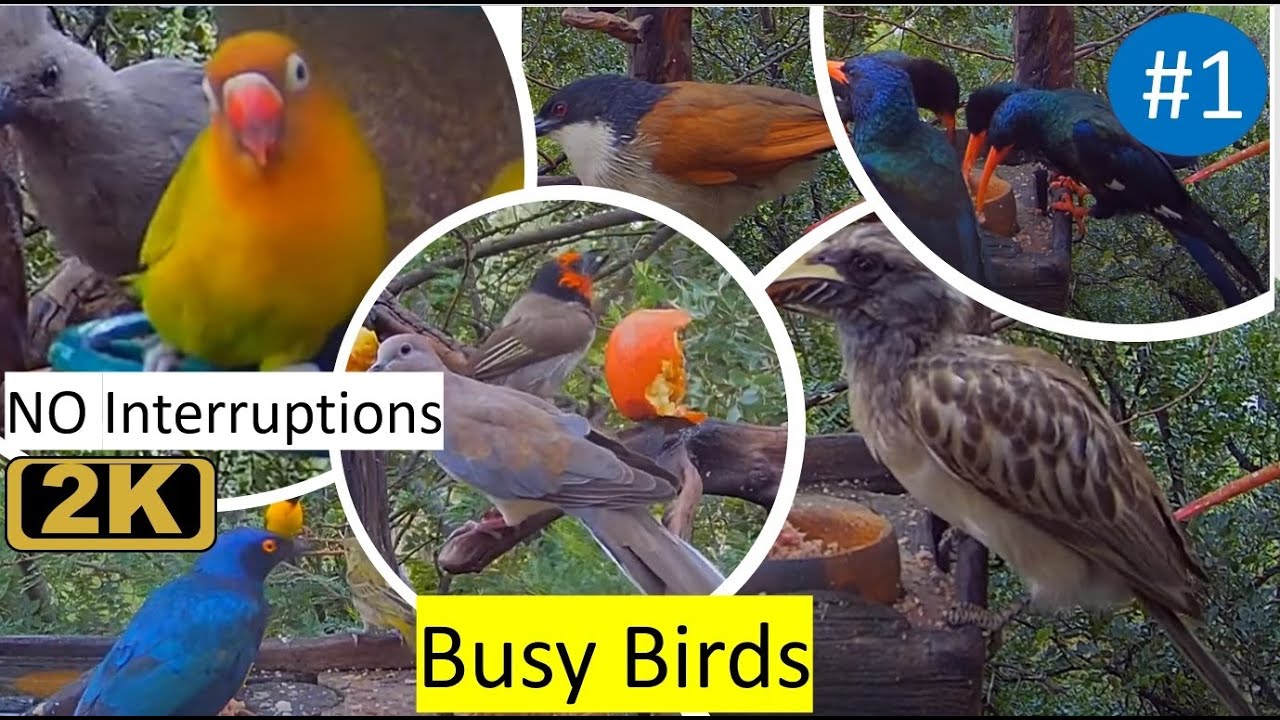 1. Video for Cats to Watch - Busy Birds - No Interruptions #CatTV - YouTube