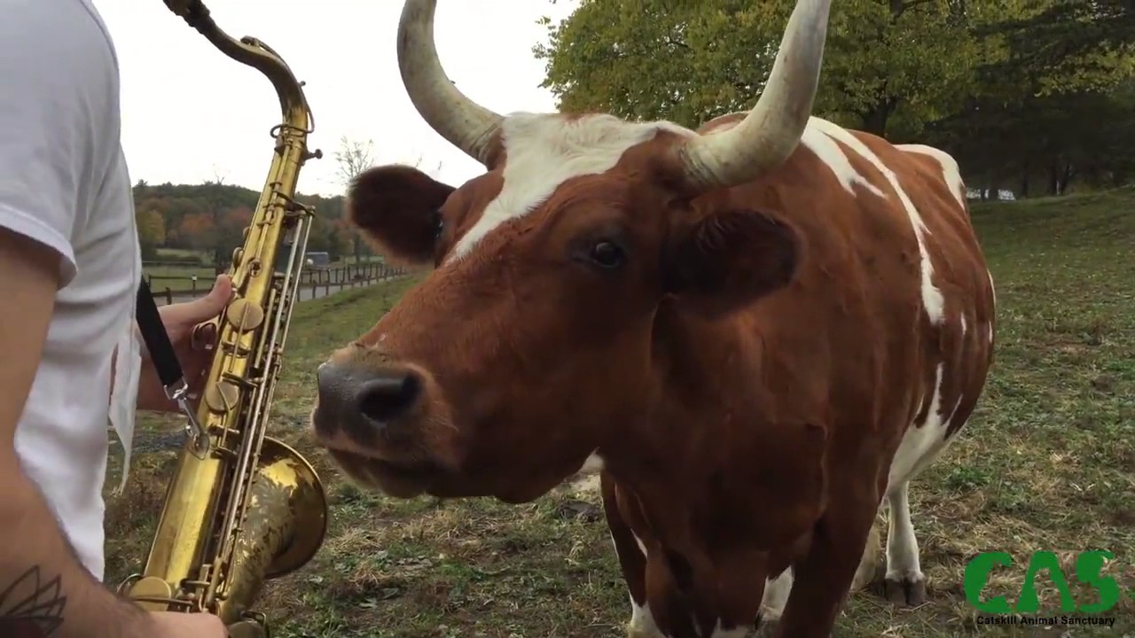 Animal Playing Saxophone