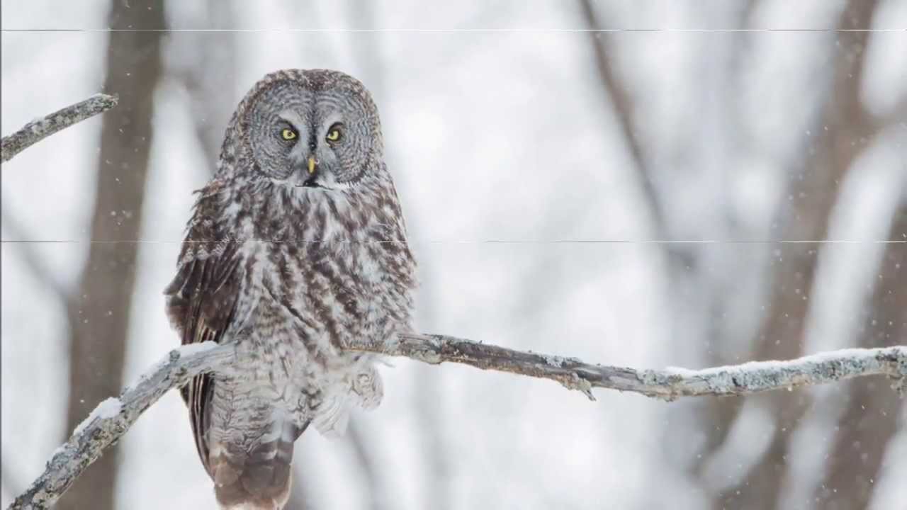 Chouette moments 720hd - YouTube