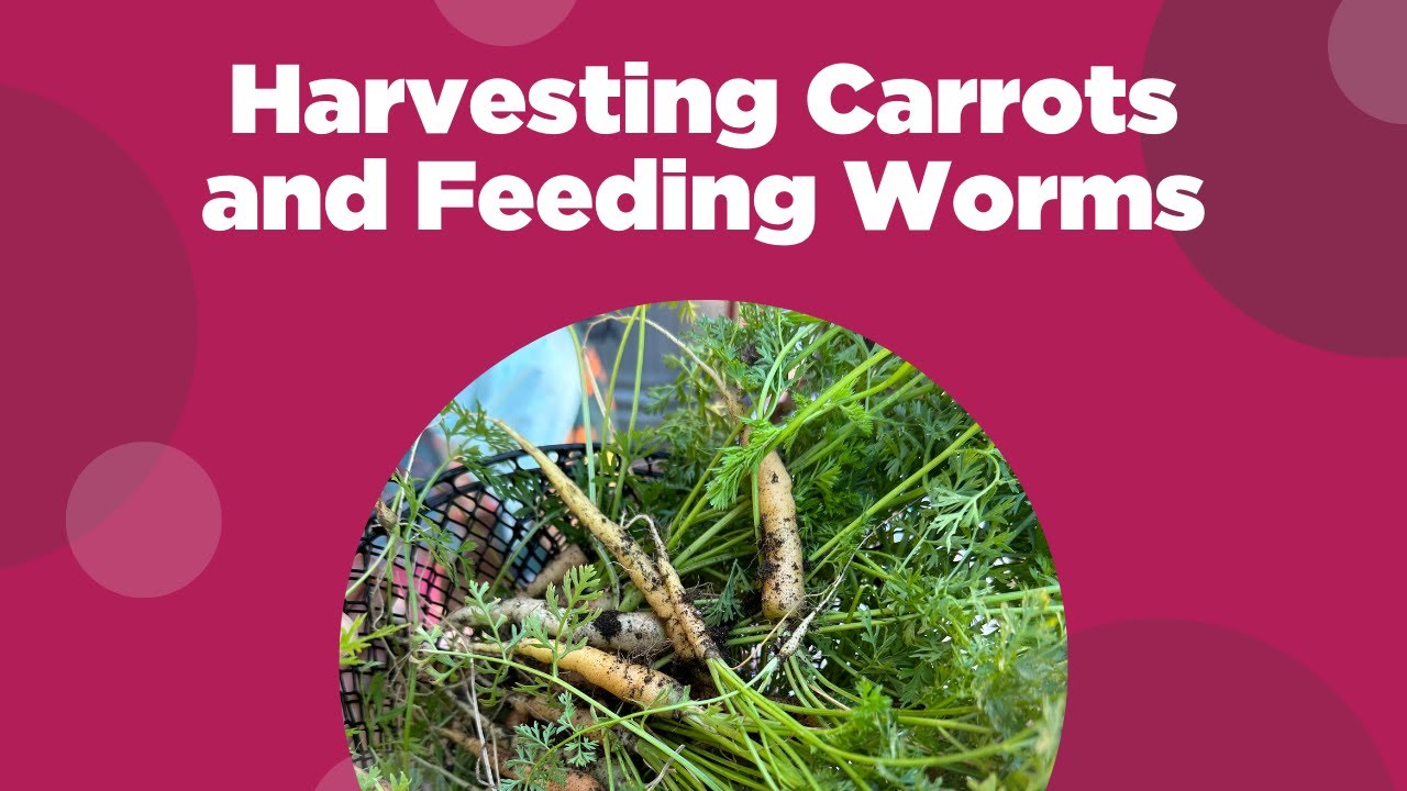 Madison Children's Museum - Harvesting Carrots and Feeding Worms - YouTube