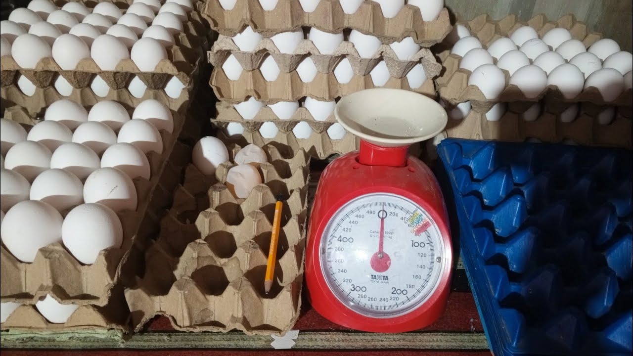 Let's Go Harvest Eggs! - YouTube