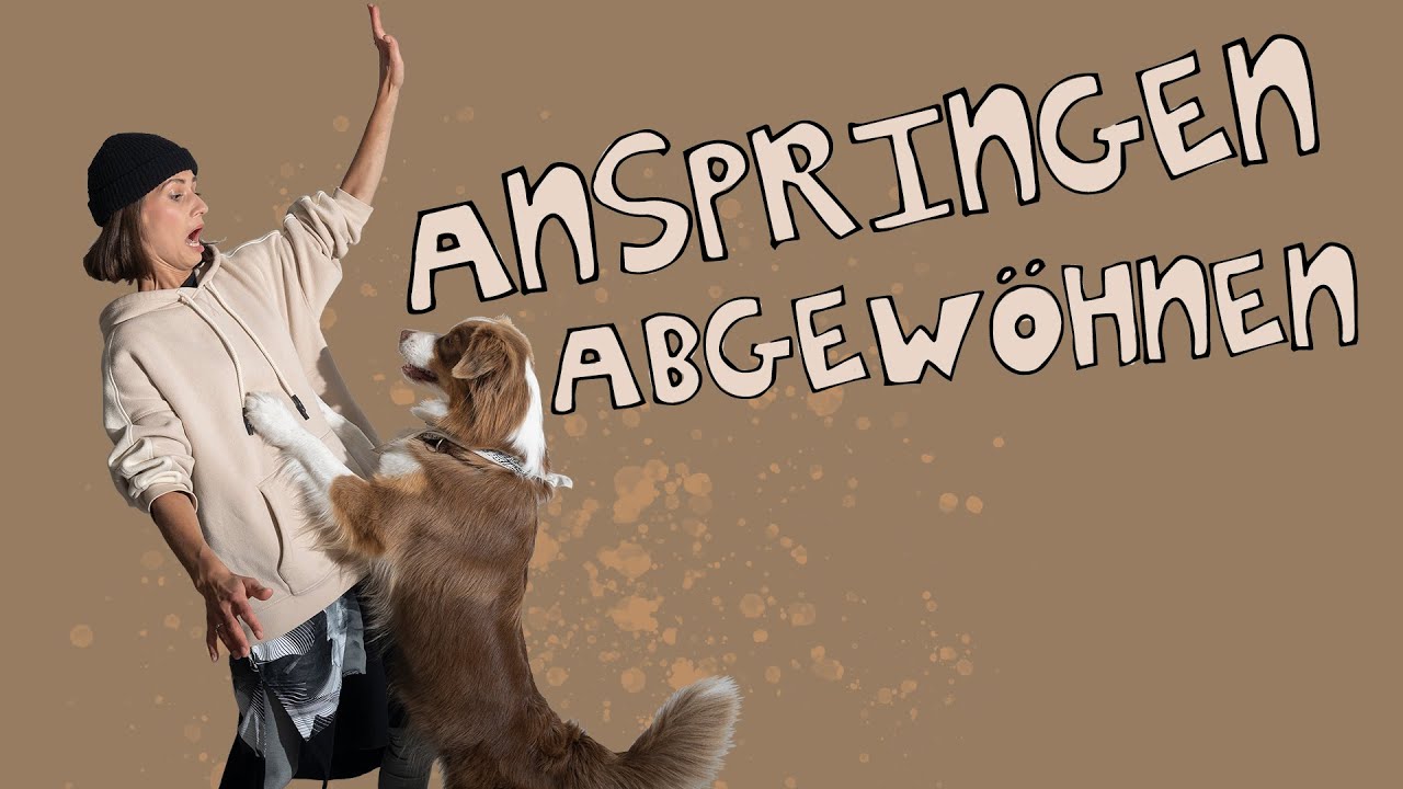 Hund Anspringen abgewöhnen // Mit diesen einfachen Tipps klappt es ...