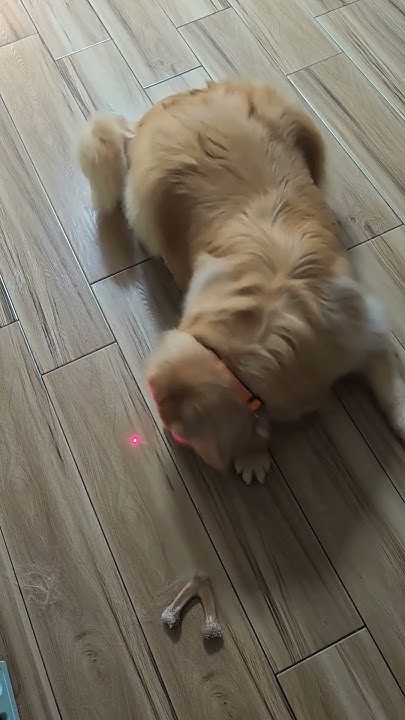 Mr. Luby eager to catch the red dot😂 #shortvideo #goldenretriever #dogowner #doglover #cute ...