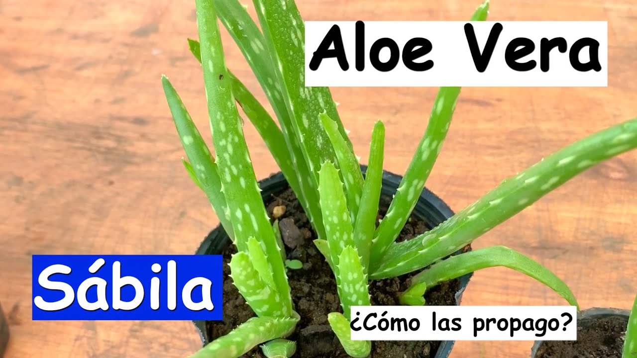 Cómo reproducir Aloe Vera (Sábila) | Desierto Verde - YouTube