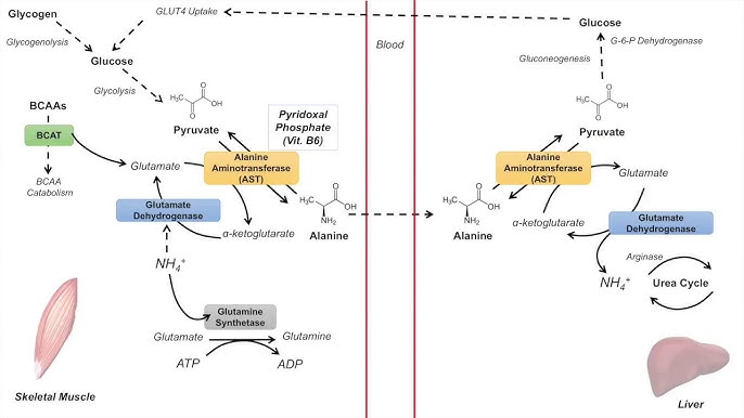 Glycogenolysis Pathway Ppt