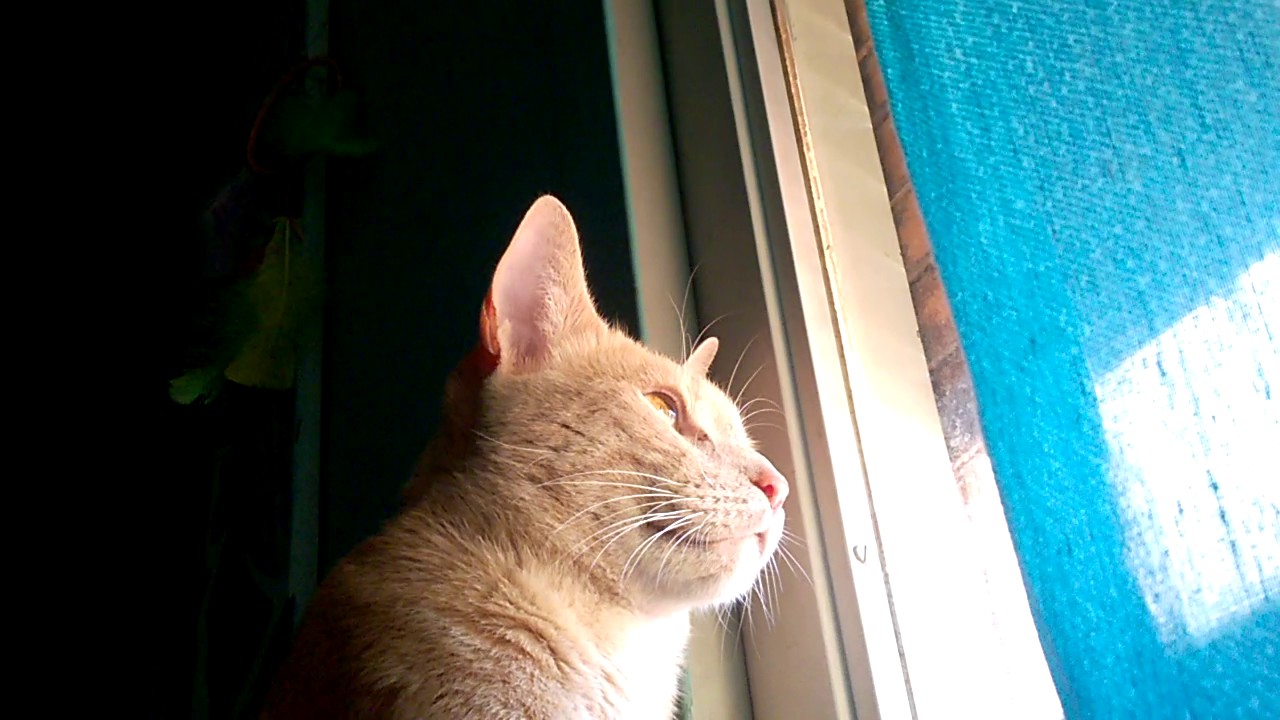 Gato pensando sobre la vida - YouTube