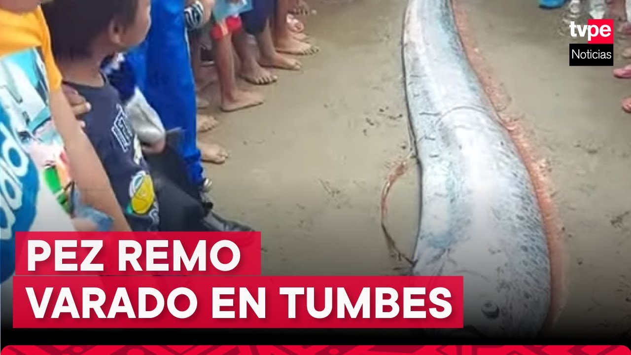 Tumbes: pez remo quedó varado en playa y alarmó a pobladores - YouTube