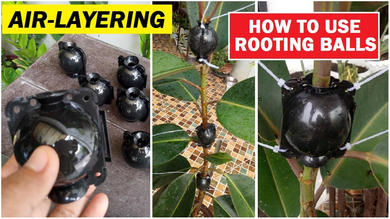 PROPAGATING DEVICE ON MY RUBBER TREE | ROOTING BALL | AIR LAYERING ...