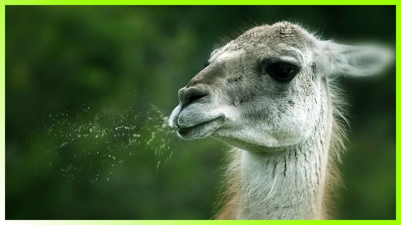 Ich kann SPUCKEN wie kein anderer - YouTube