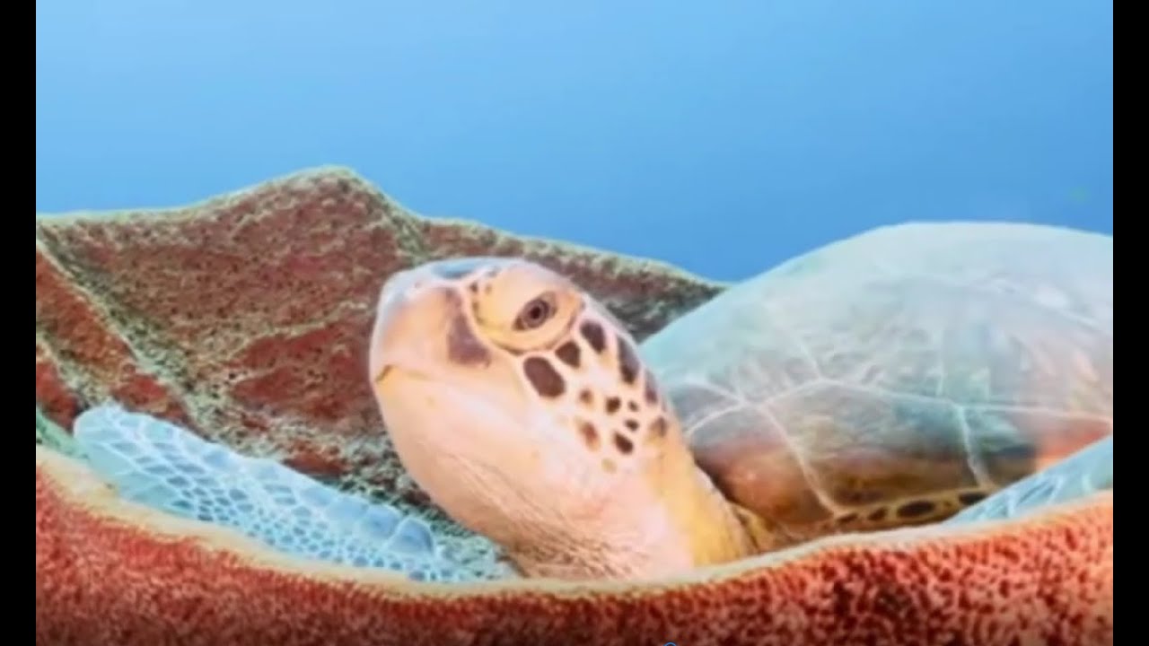 Nap Time - Soothing Sounds with the Turtles in the Sea 2 - YouTube