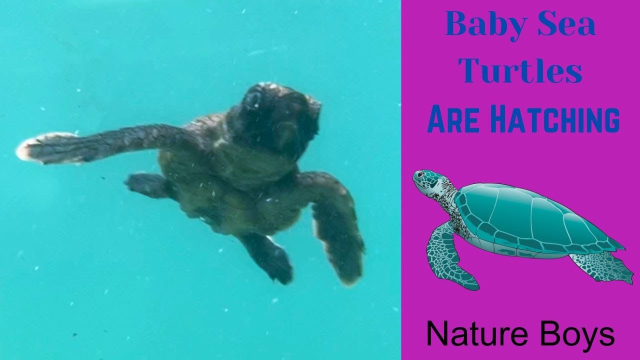 Baby Sea Turtles are hatching in Florida. - YouTube
