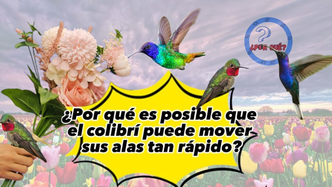¿Por qué el colibrí puede mover sus alas tan rápido? - YouTube