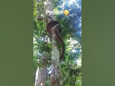 Big Python Climbs tree - YouTube