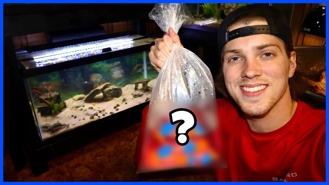 Buying COLOR-CHANGING Fish For My Aquarium! - YouTube