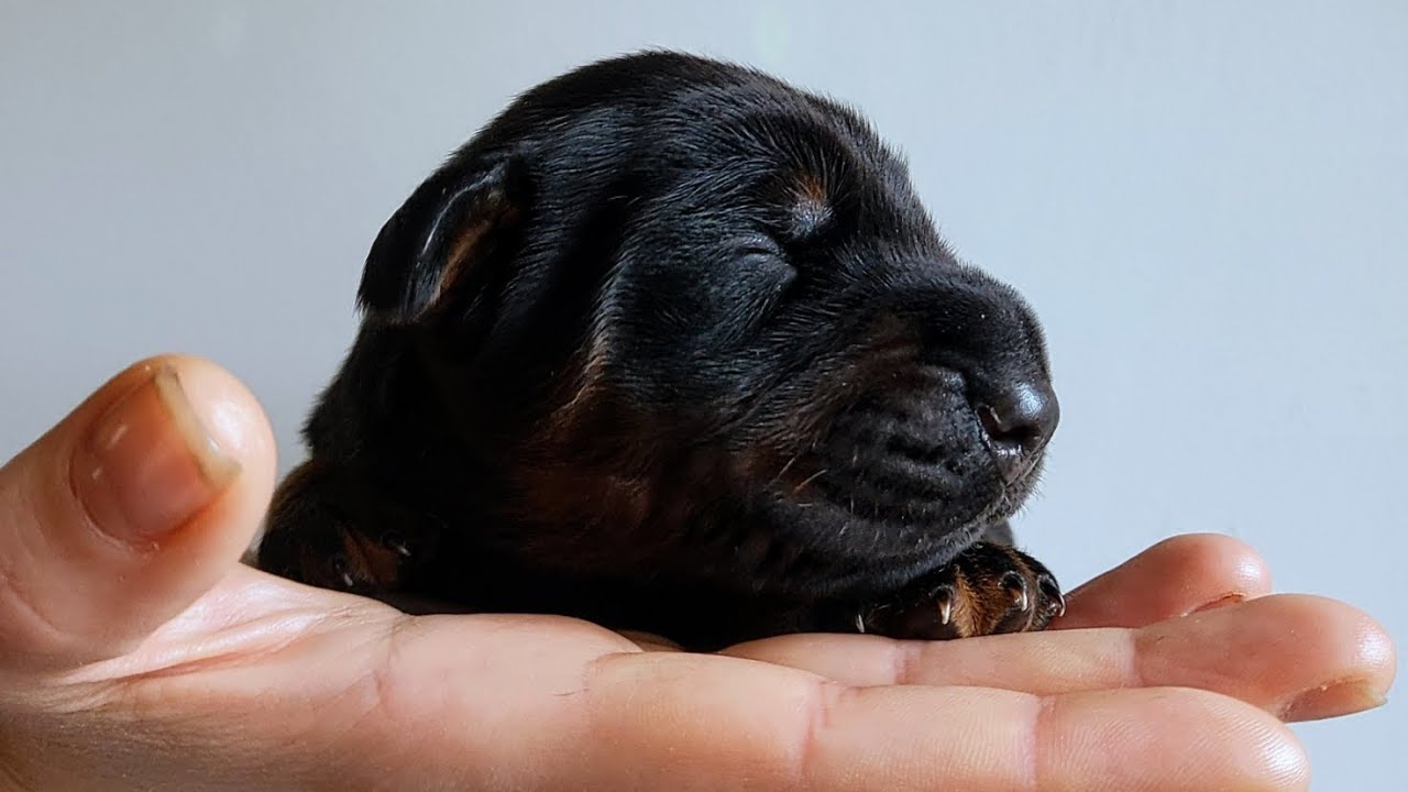 European Doberman puppy - Neverland Ranch FCI - Made in Poland ...