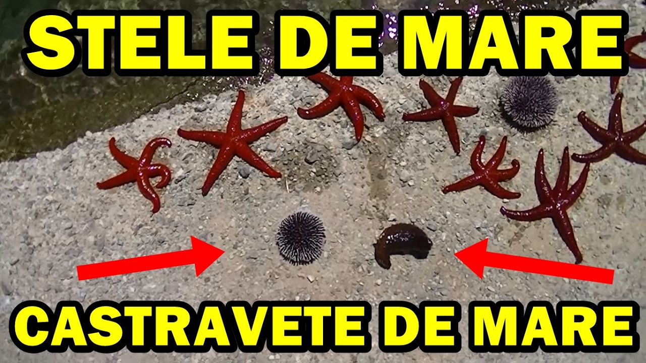 AM PRINS STELE ȘI CASTRAVETE DE MARE ! Ep. 11 Grecia 2014 - YouTube