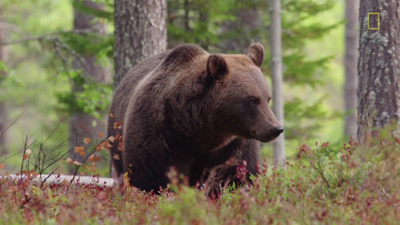 Nat Geo WILD PSA: Socially Isolate Like A Bear [EXCLUSIVE] - YouTube