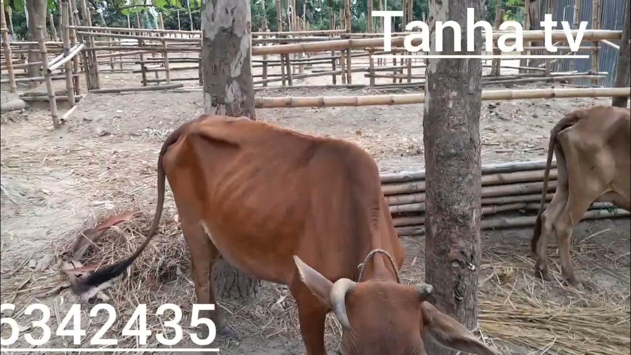 45000 টাকায় হাড্ডিসার গাই গরু। - YouTube