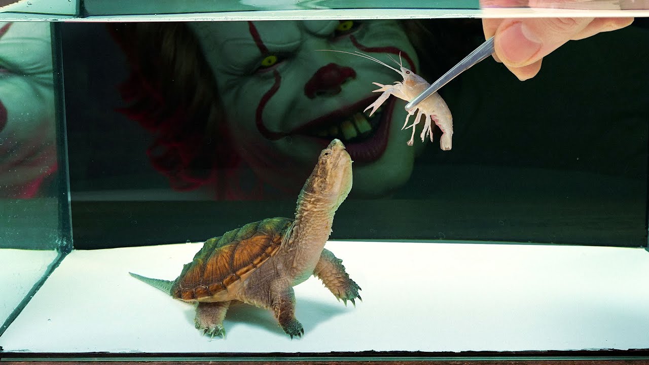 Tortuga Bebé Mordida Agresiva Y Cangrejo de Río - YouTube